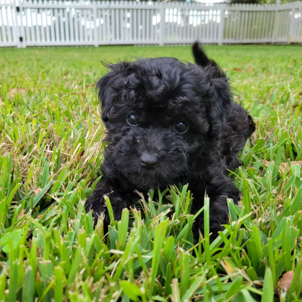 Black Maltipoo Puppies For Sale Archives - Michele's Puppies & Paws