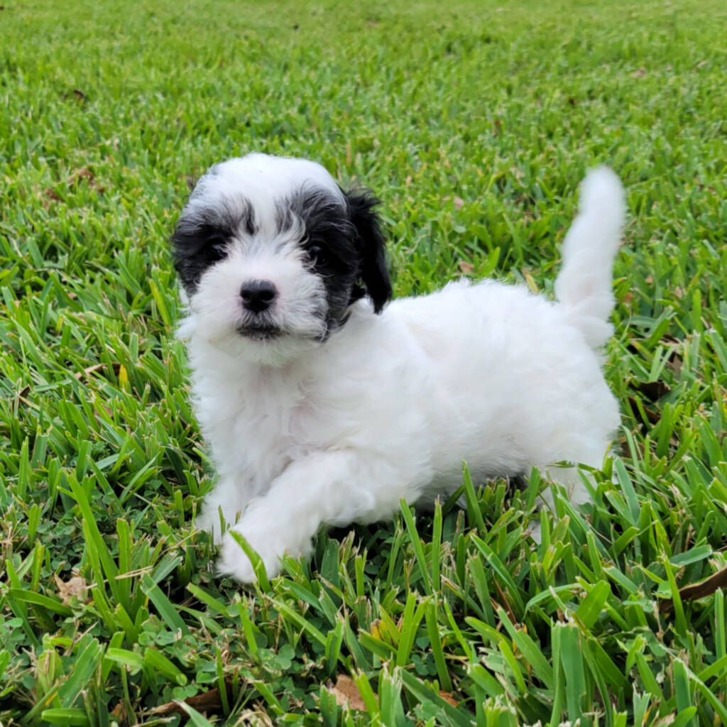 Marble/Parti Maltipoos For Sale Archives - Michele's Puppies & Paws