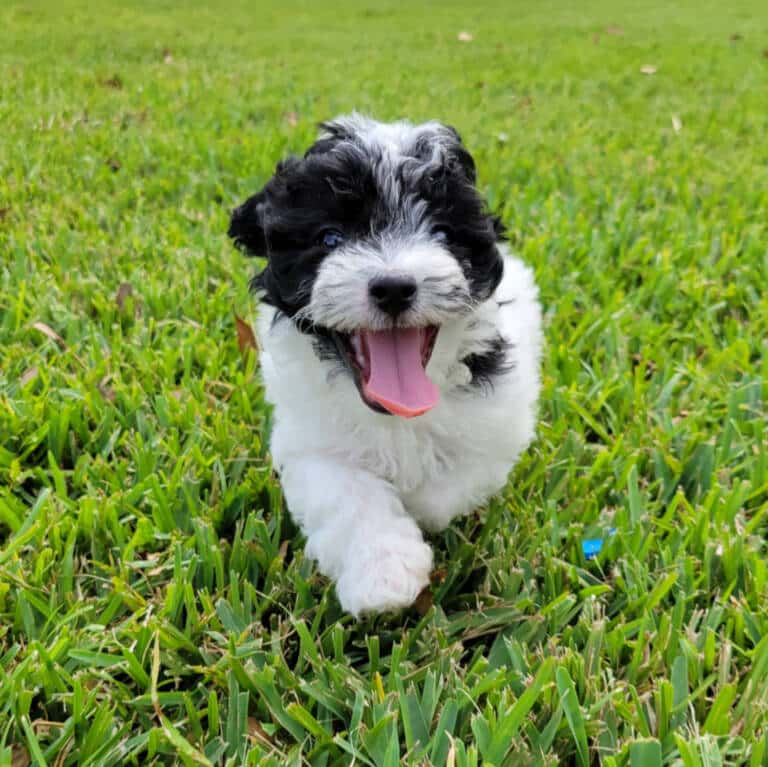 Marble/Parti Maltipoos For Sale Archives - Michele's Puppies & Paws