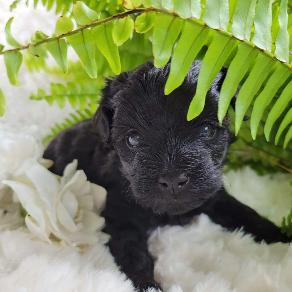 Emily - Black Maltipoo Puppy (Female) - Michele's Puppies & Paws