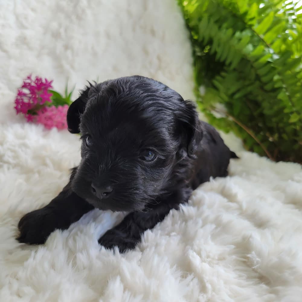 Emily - Black Maltipoo Puppy (Female) - Michele's Puppies & Paws