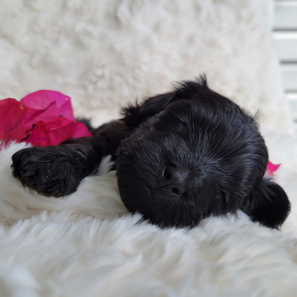 Milo - Black Maltipoo Puppy (Male) - Michele's Puppies & Paws