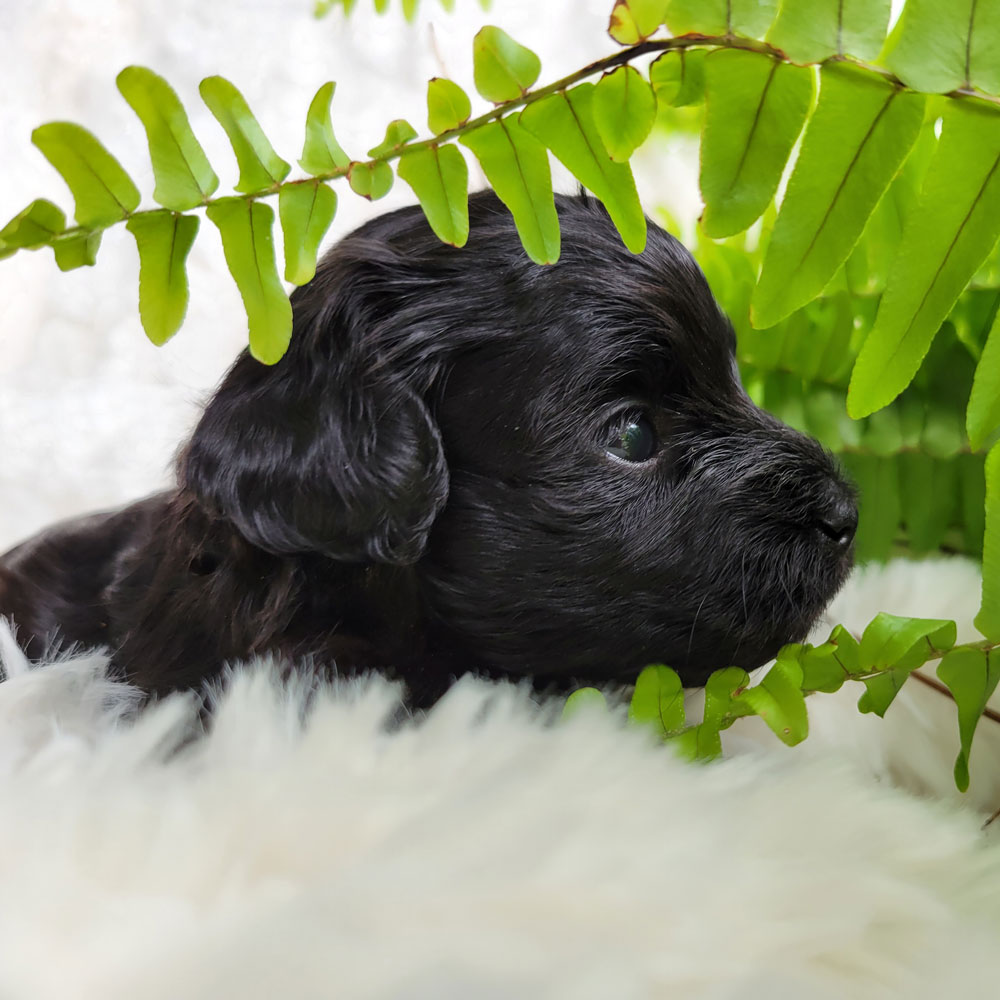 Milo - Black Maltipoo Puppy (Male) - Michele's Puppies & Paws
