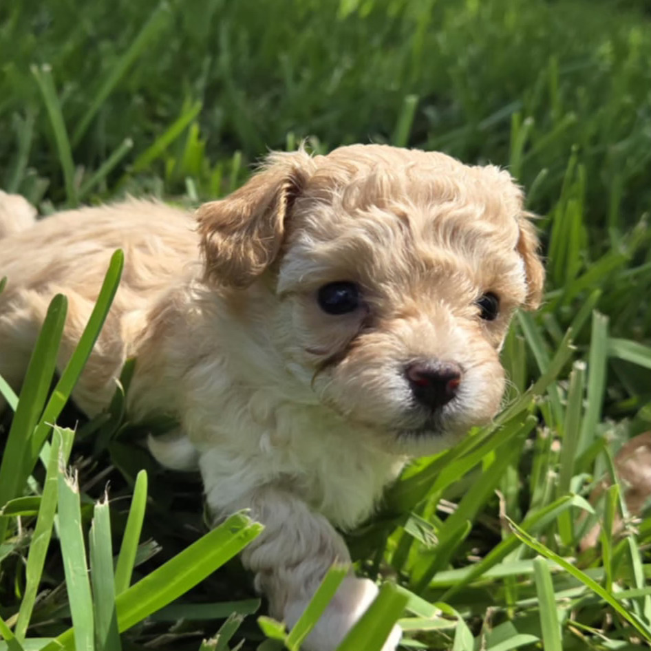 Pearl - Cream Maltipoo Puppy (Female) - Michele's Puppies & Paws