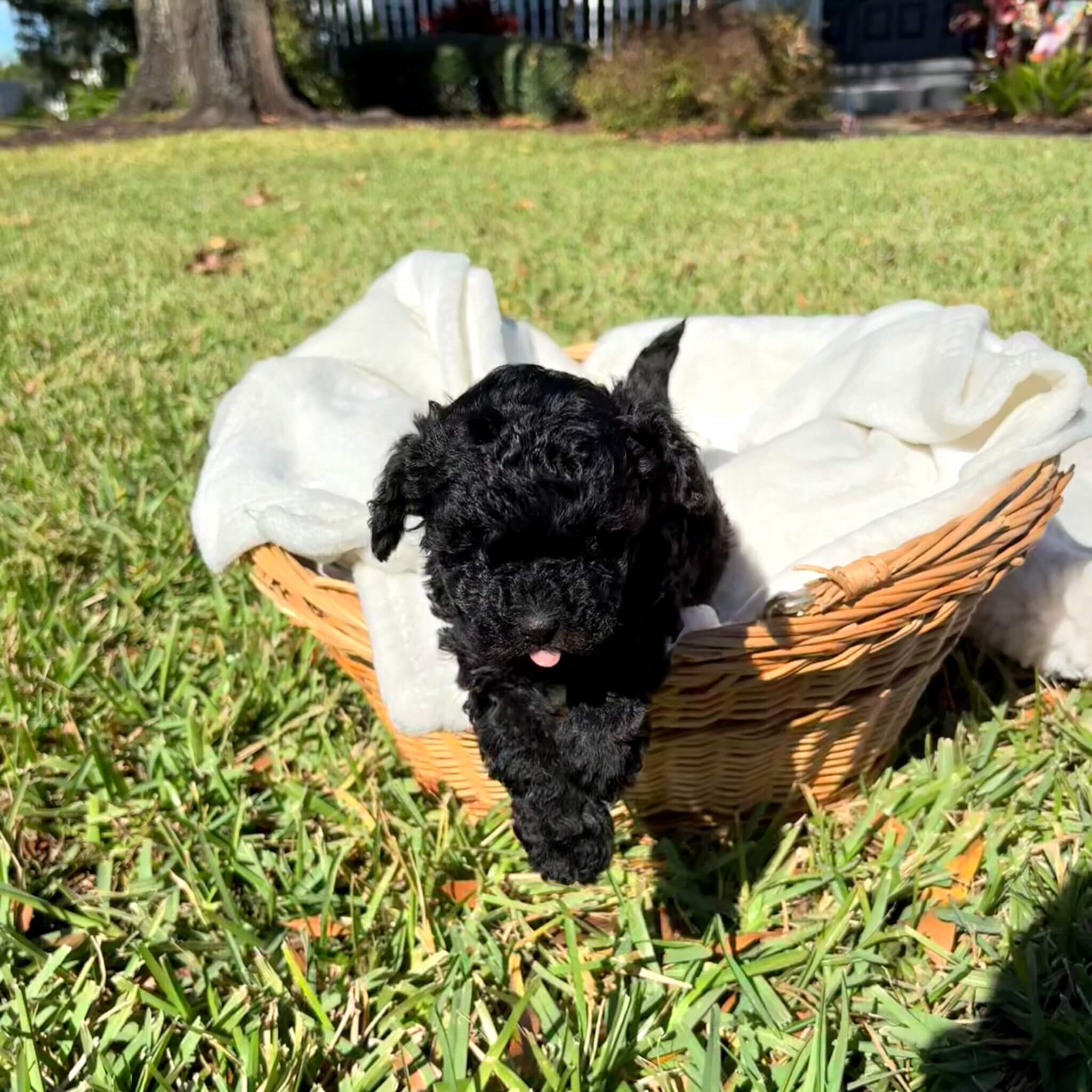 Bean - Black Maltipoo Puppy (Male) - Michele's Puppies & Paws