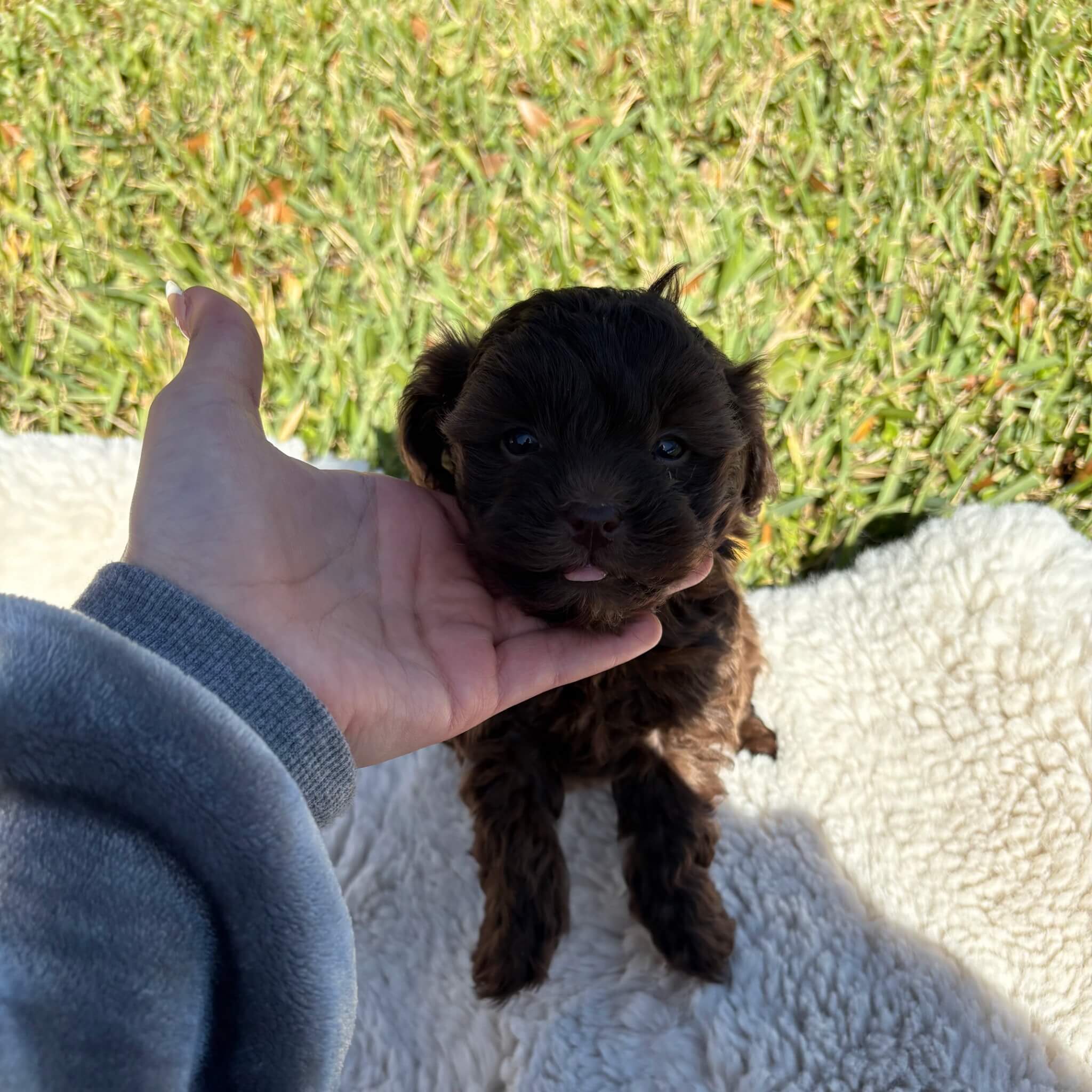 Chocolate - Brown Maltipoo Puppy (Female) - Michele's Puppies & Paws
